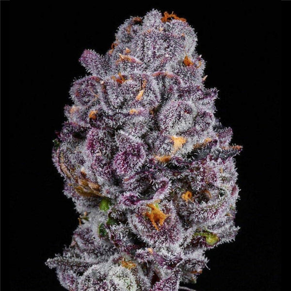 Black Runtz THCA Flower – Lost In Translation