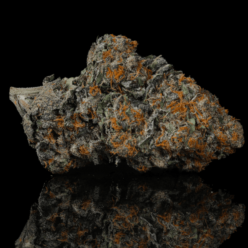 Sherbanger THCA Flower – Lost In Translation